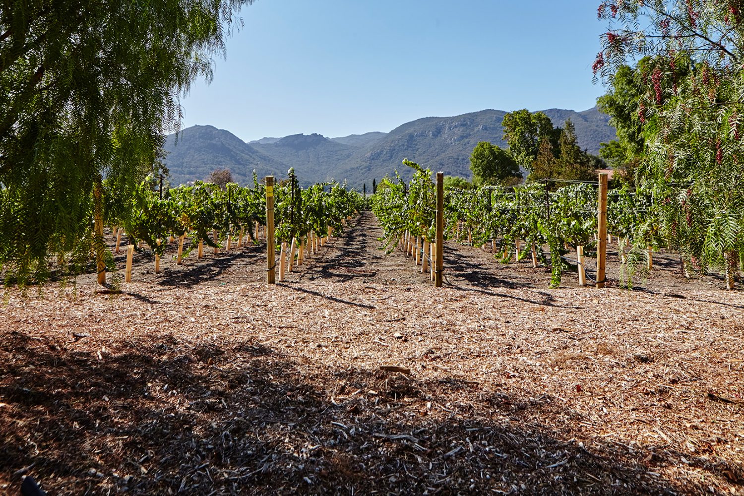 Fantasy Ranch – Wedding Estates